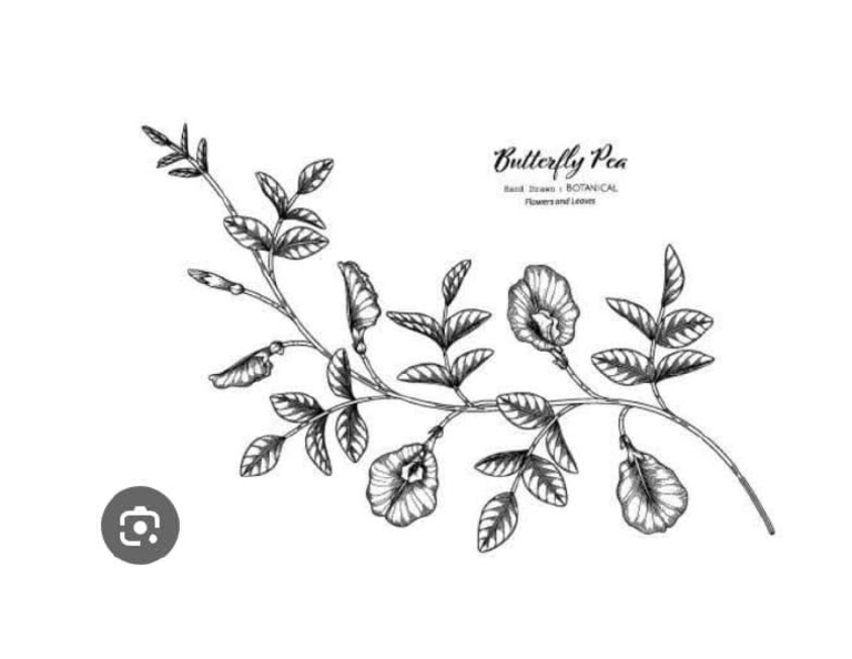 Bunga Telang Jhon | PDF