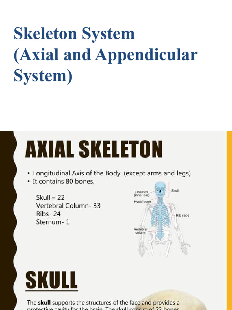 Axial and Appendicular Skeleton | PDF