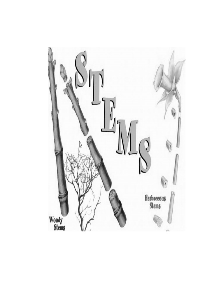 Stem | PDF