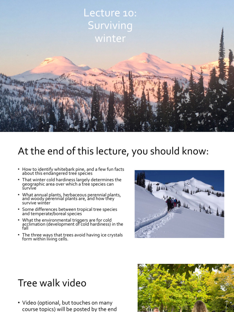 Surviving Winter: Tree Cold Hardiness | PDF | Pine | Douglas Fir