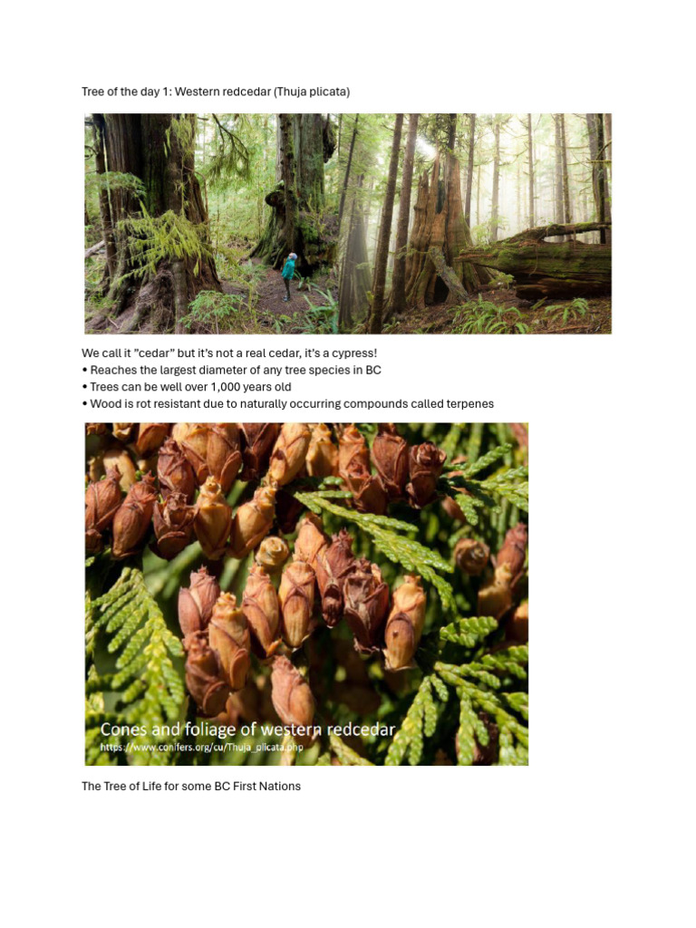 Tree of The Day 1-10 | PDF | Sequoia Sempervirens | Trees