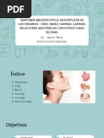 Otoscopia Normal | PDF | Oído | Anatomía