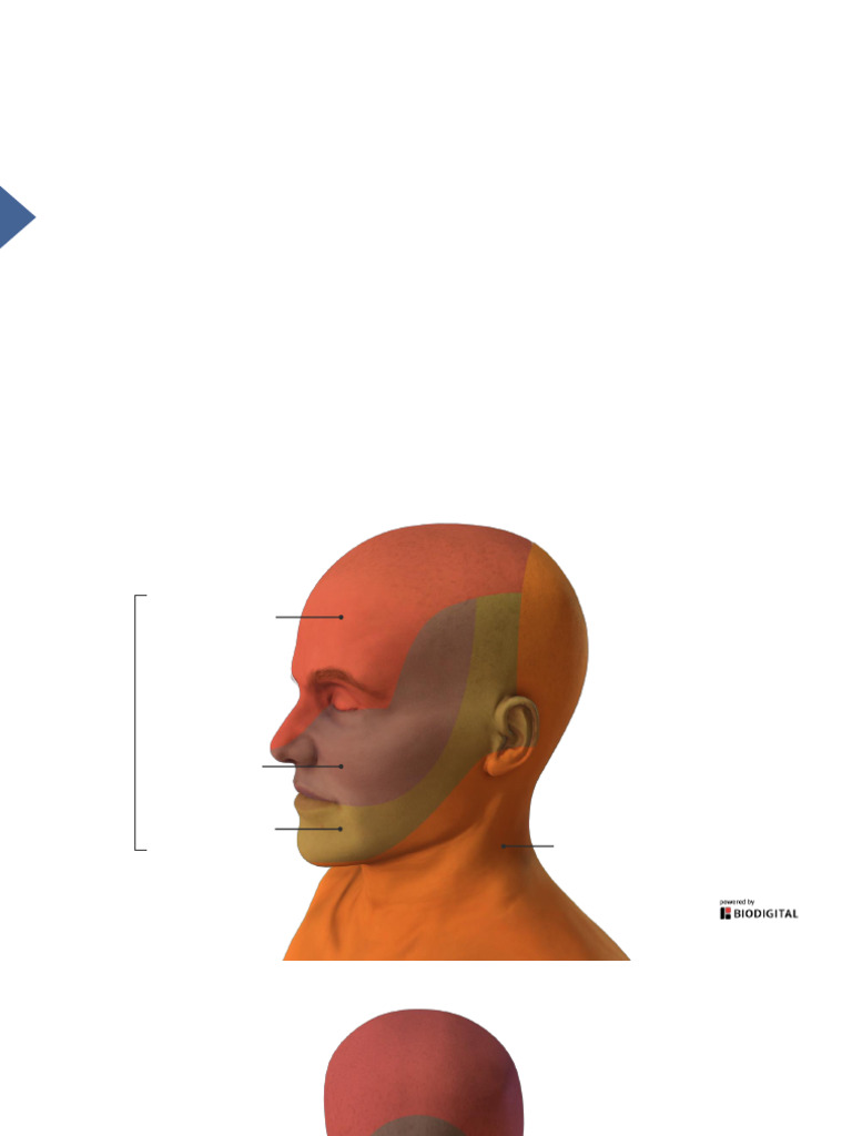 Slides Dermatomes Muscles of The Head Neck The Mandible Nursing | PDF ...