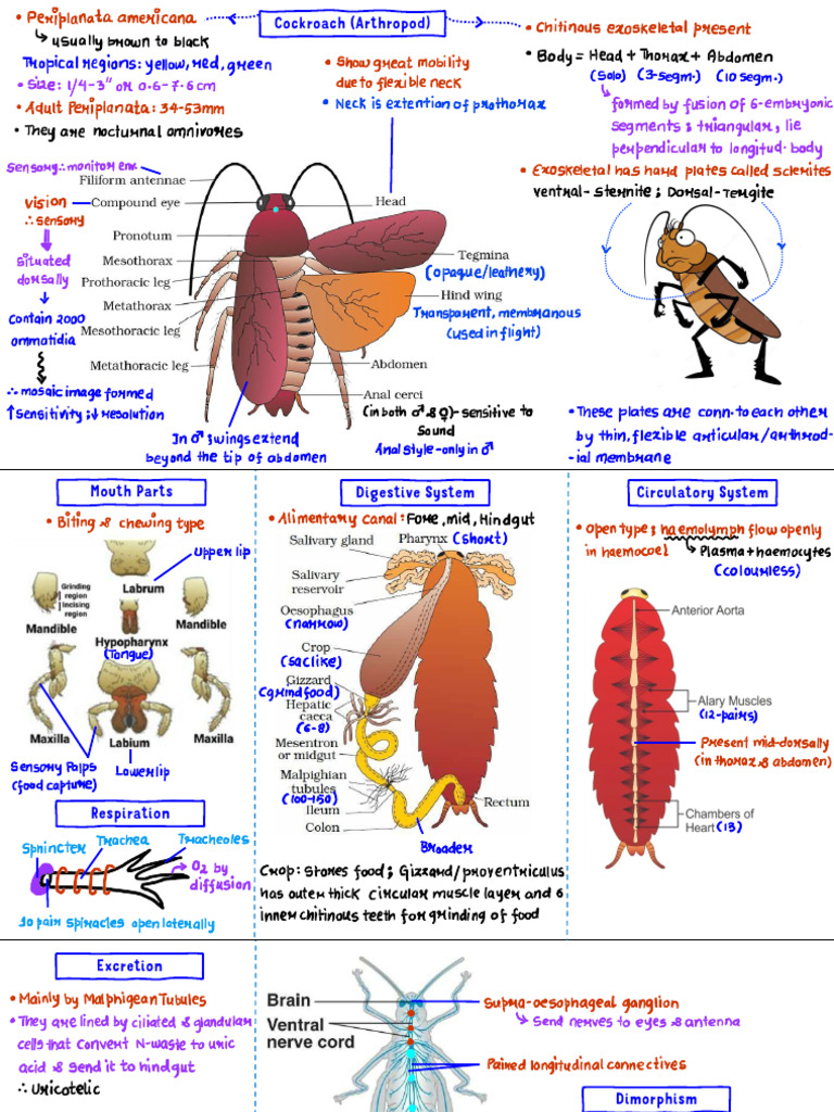 Structural Organization in Animals Cockroach Summary Lecture Classnotes ...