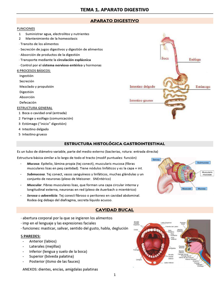 Wuolah Free Tema 1 Digestivo Gulag Free | PDF | Estómago | Bilis