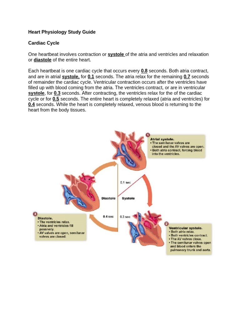 Heart Physiology Study Guide | PDF | Diastole | Ventricle (Heart)