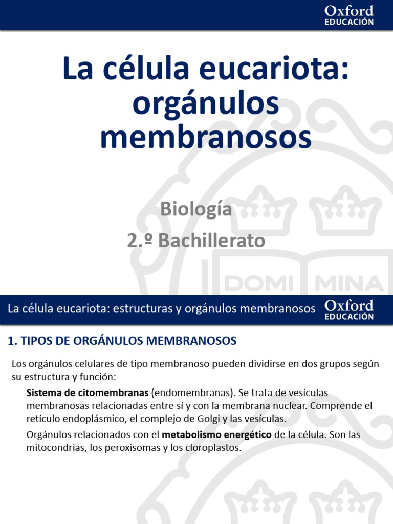08 Presentacion Celu Eucariota Organu Membranosos 2 | PDF | Retículo endoplásmico | Mitocondria