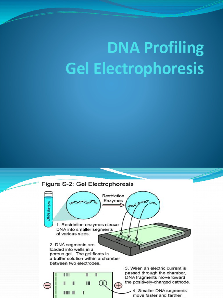 DNA Profiling | PDF