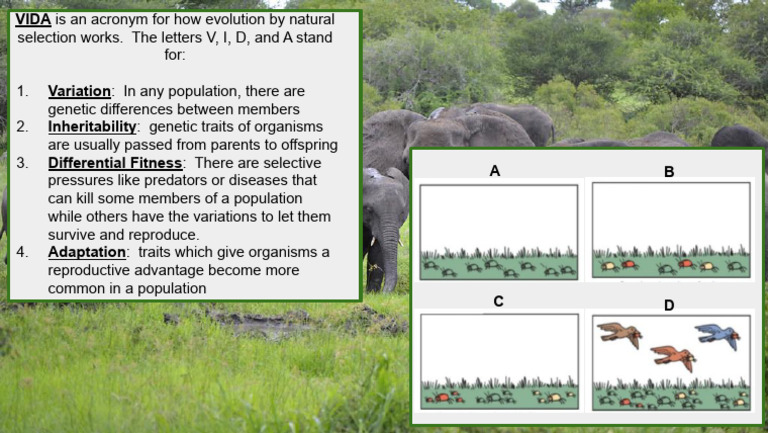 VIDA Natural Selection Cartoon | PDF