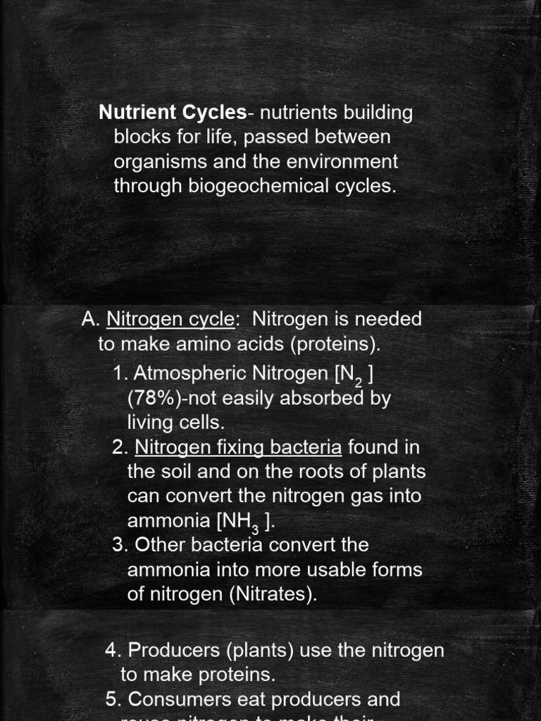 Nitrogen Cycle PP | PDF