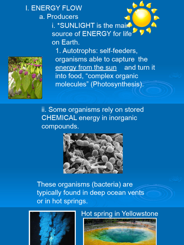 Energy Flow, Food Chains, & Webs PP | PDF