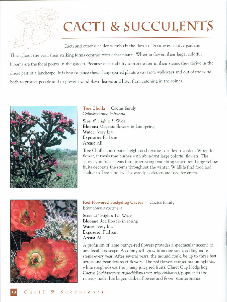 Cacti Succulents | PDF