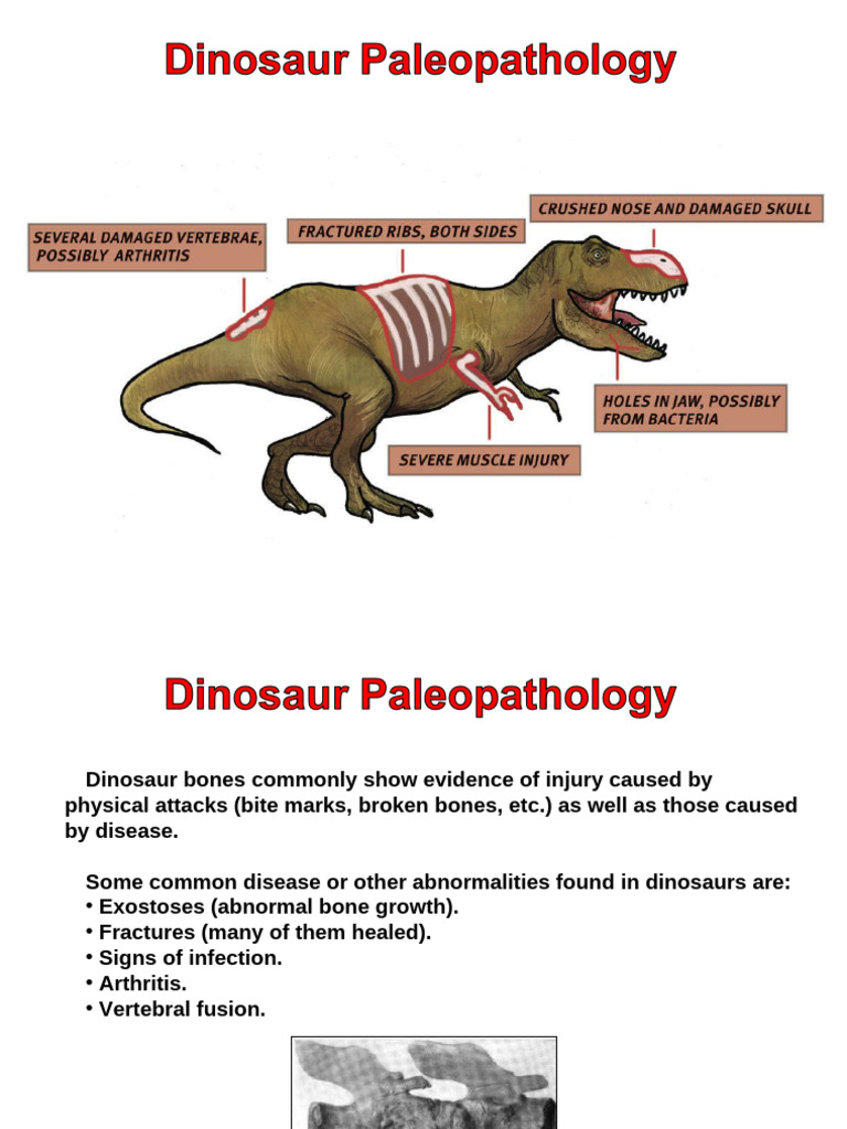 9.8 Dinosaur Paleopathology | PDF | Vertebra | Tyrannosaurus