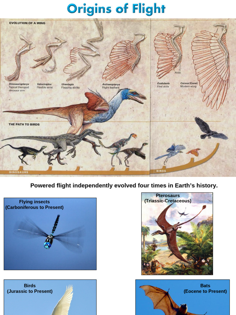 10.1 The Origins of Flight | PDF | Feather | Birds