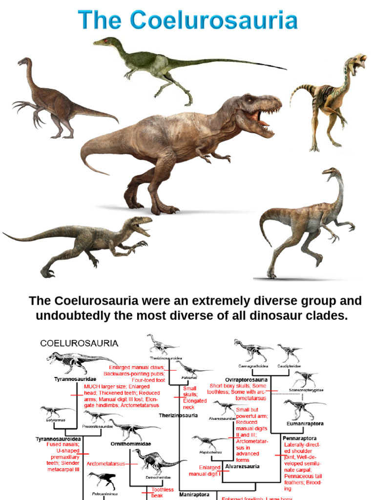 7.5 Coelurosauria Part 1 | PDF | Dinosaurs | Mesozoic Dinosaurs