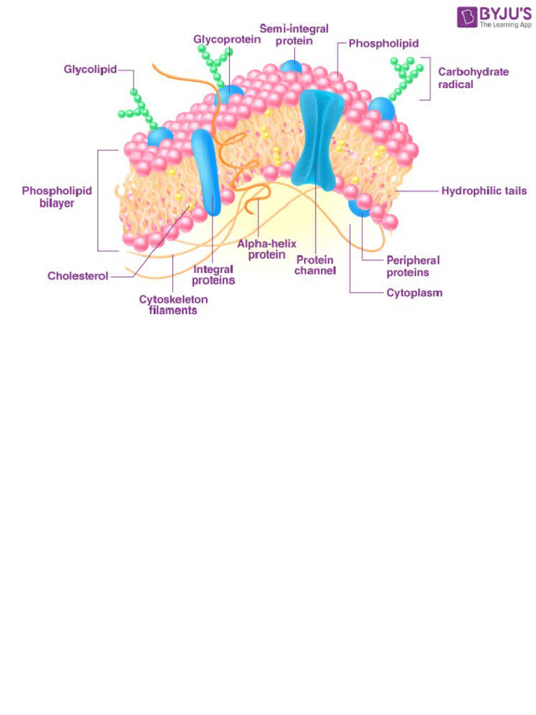 Osmosis Pdf