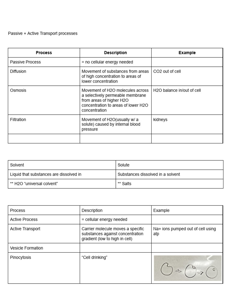 A&P notes | PDF | Vertebra | Muscle Contraction