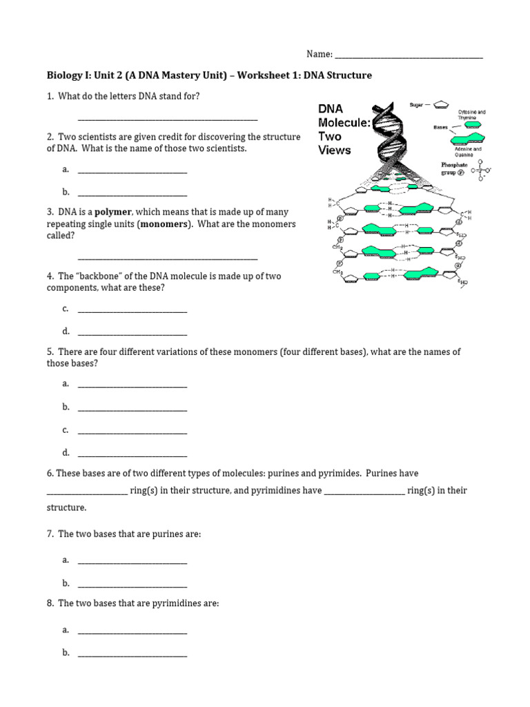 Topic 1 - DNA Structure Activity | PDF | Dna | Nucleotides