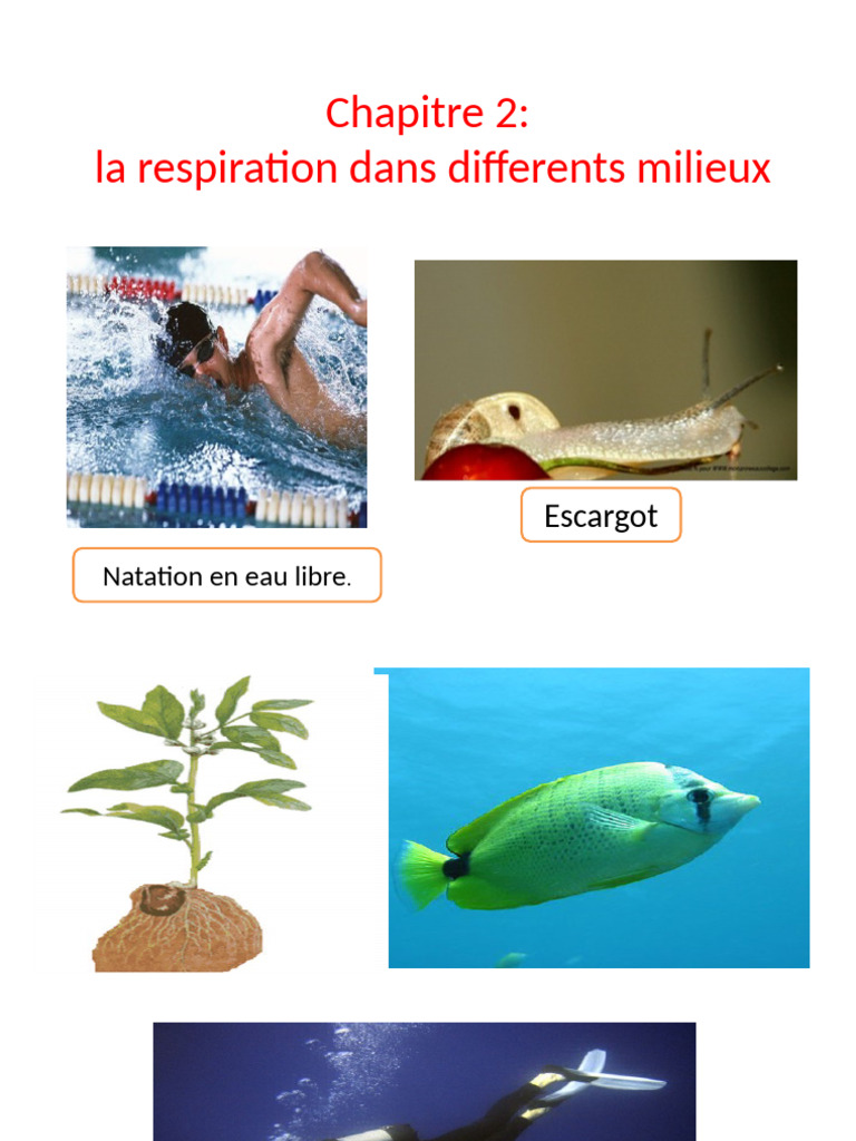 Échanges Gazeux des Êtres Vivants | PDF | Système respiratoire | Poumon