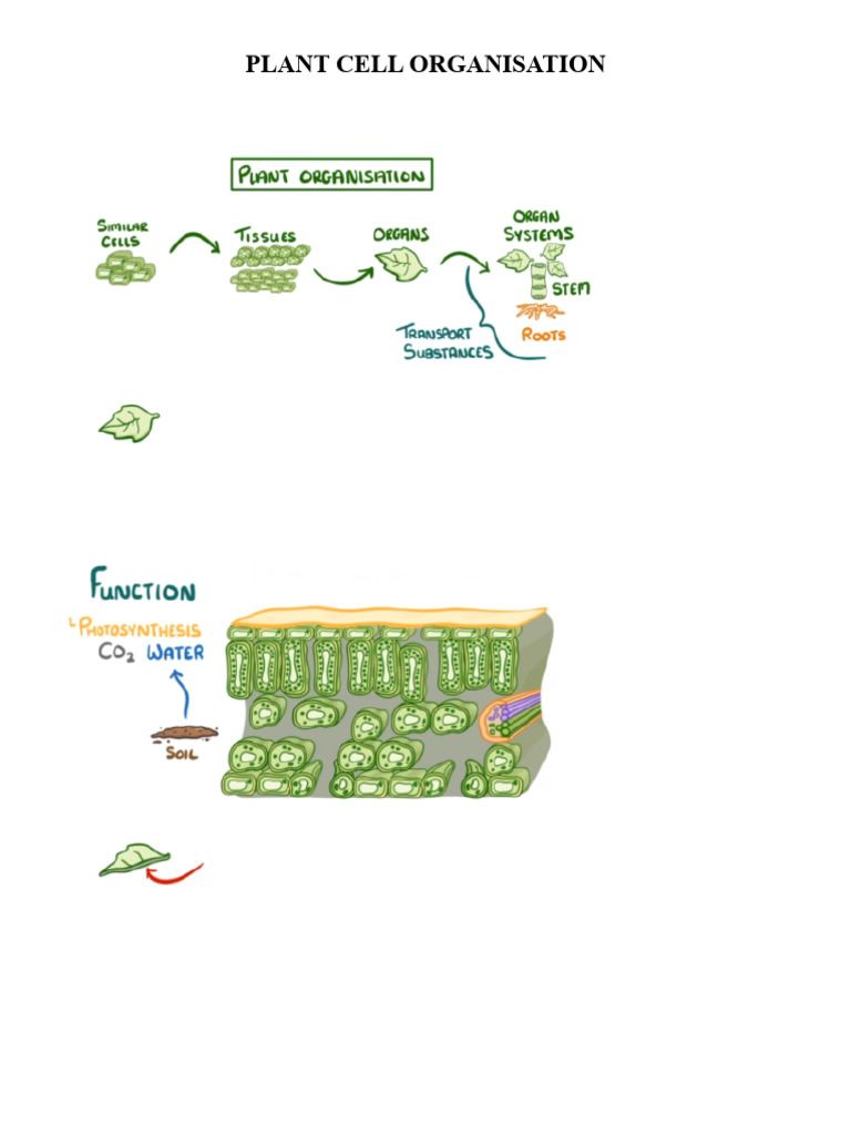Plant Cell Organisation | PDF