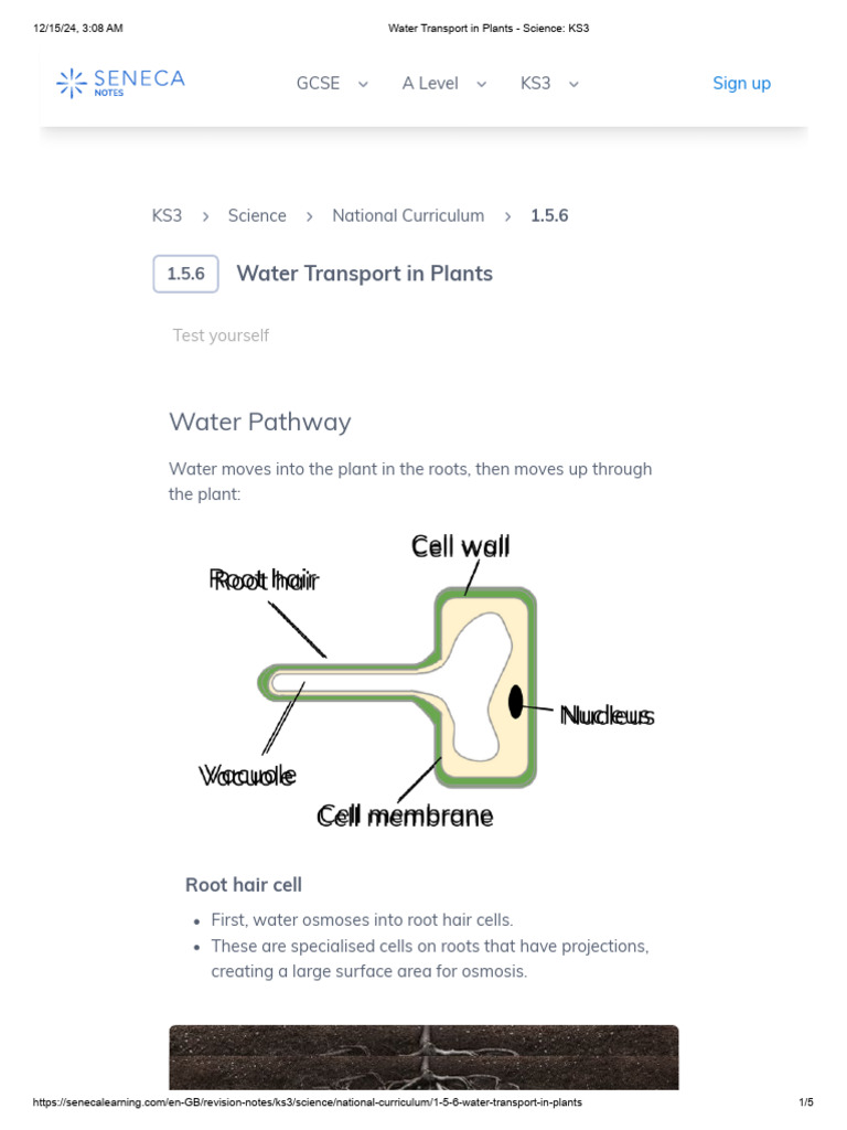 Water Transport in Plants - Science_ KS3 | PDF | Plant Stem | Leaf