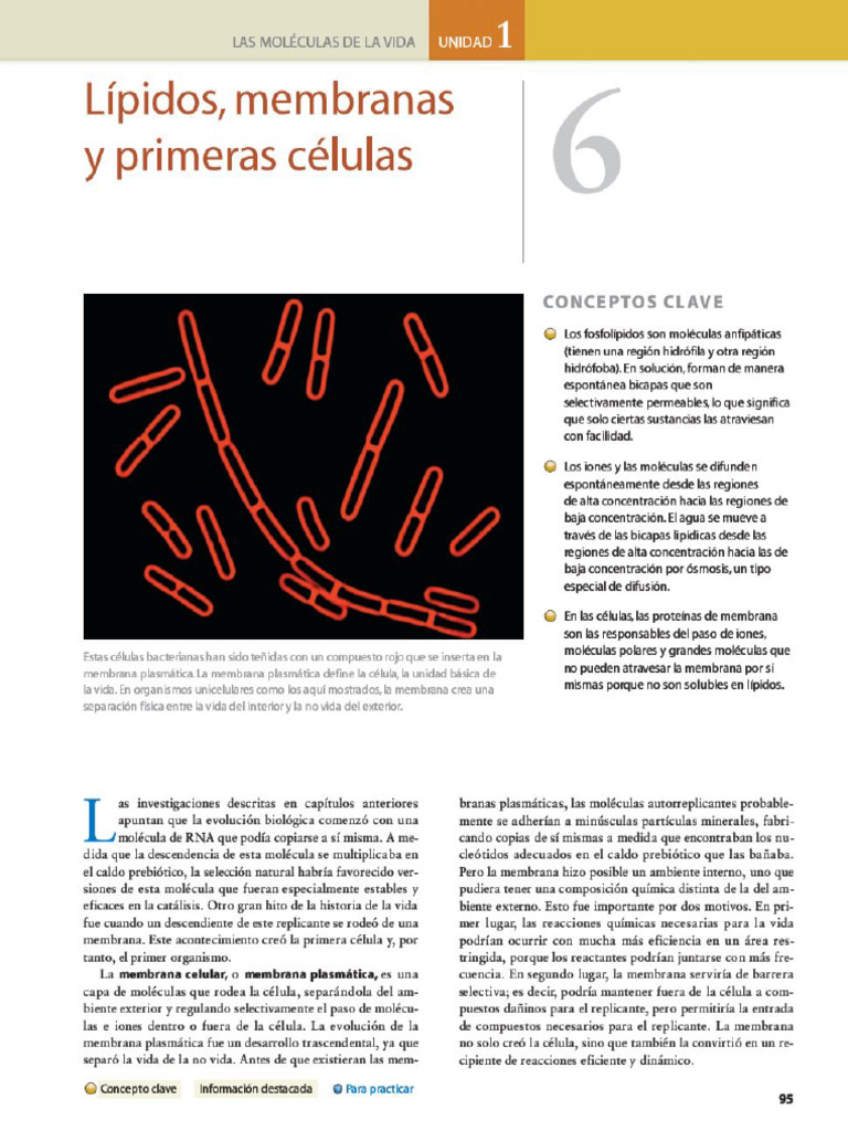 Freeman Capitulo 6 Membranas y Primeras Celulas | PDF
