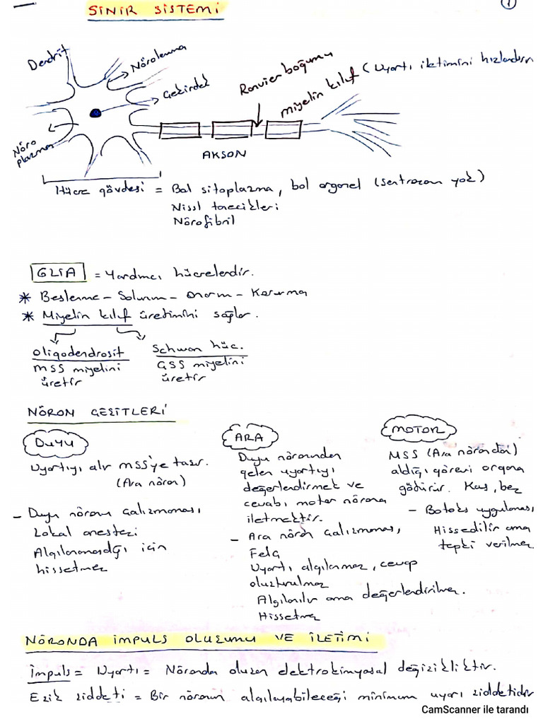 Sinir sistemi özet M | PDF
