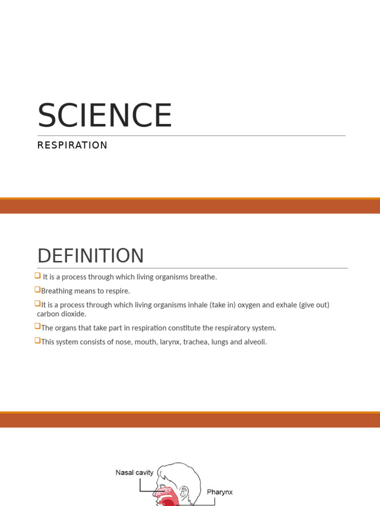 SCIENCE Respiration | PDF