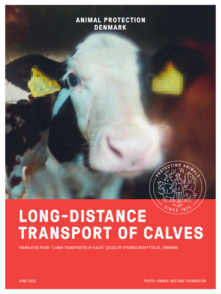 Long-Distance Transports of Calves 2022 | PDF | Dairy Cattle | Veal