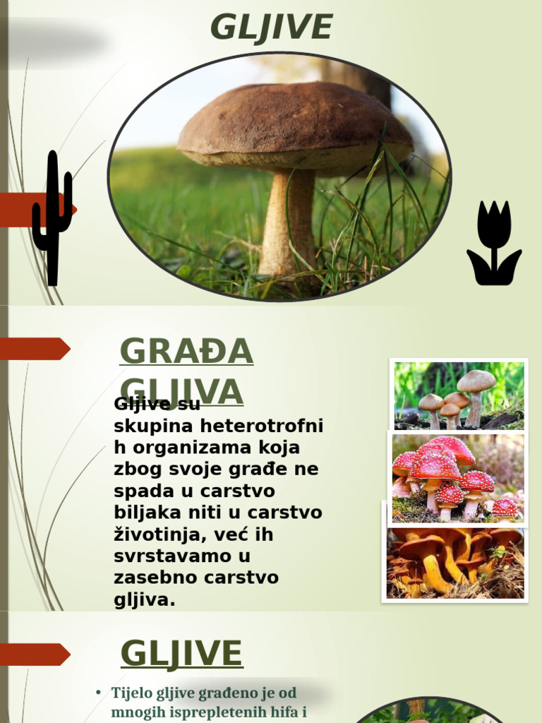 GLJIVE | PDF