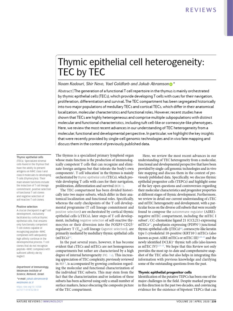 TECs | PDF | T Cell | Thymus
