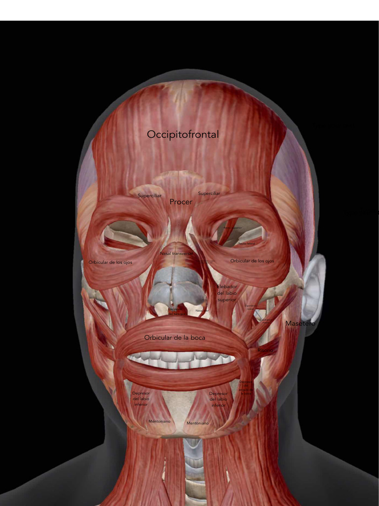 Músculos Faciales y su Función | PDF | Otorrinolaringología | Cara
