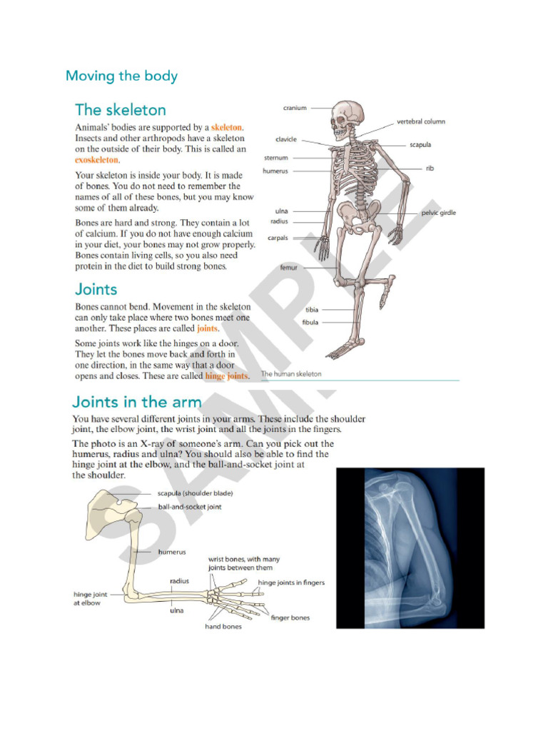 SKELETAL SYSTEM Reference Notes 2 | PDF