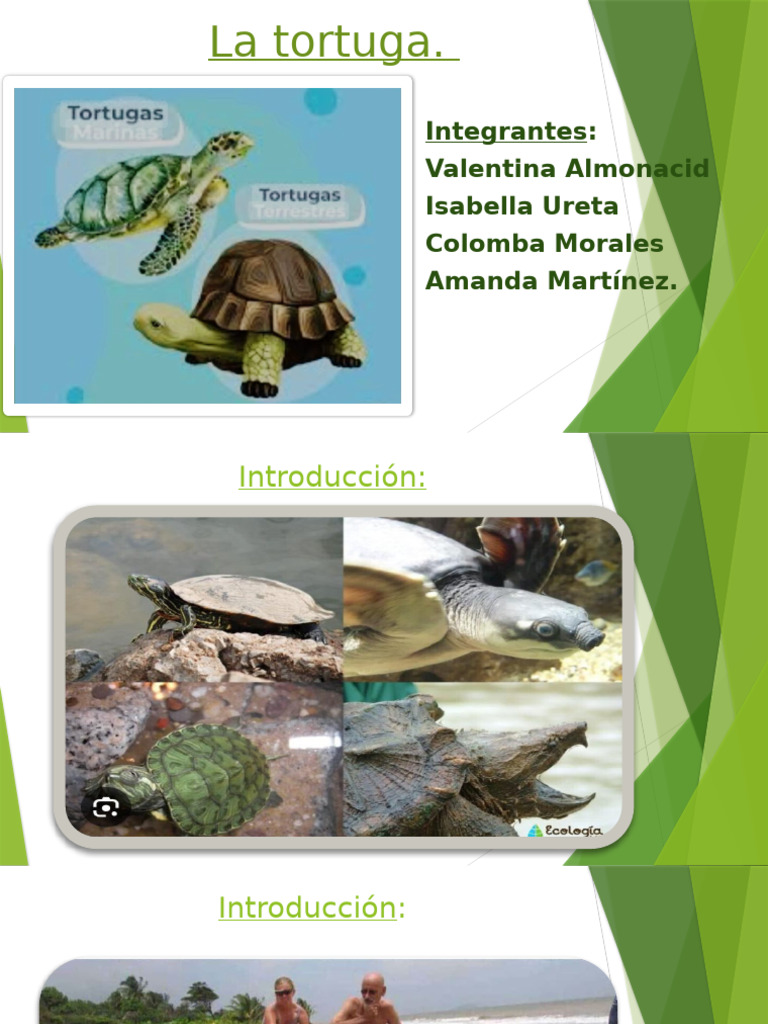 Presentacion Tortuga | PDF