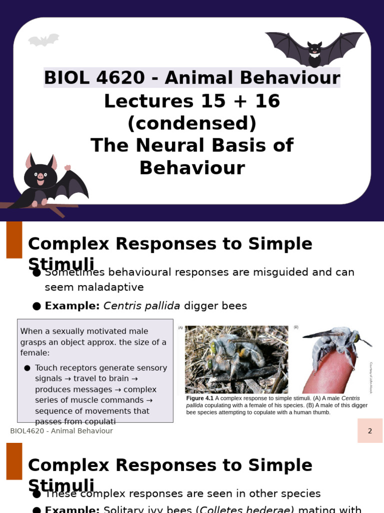 BIOL4620 - Lectures 15 + 16 - The Neural Basis of Behaviour | PDF | Stimulus (Physiology ...