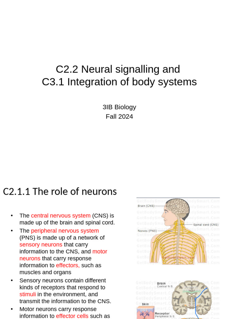 C2.2 Neural Signalling and C3.1 Integration of Body Systems - 041124 | PDF | Action Potential ...