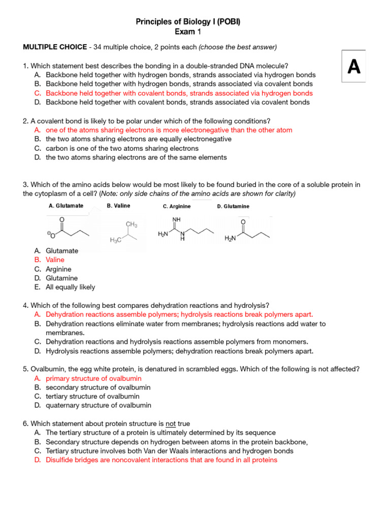 Exam 1A -KEY | PDF | Cellular Respiration | Dna Replication
