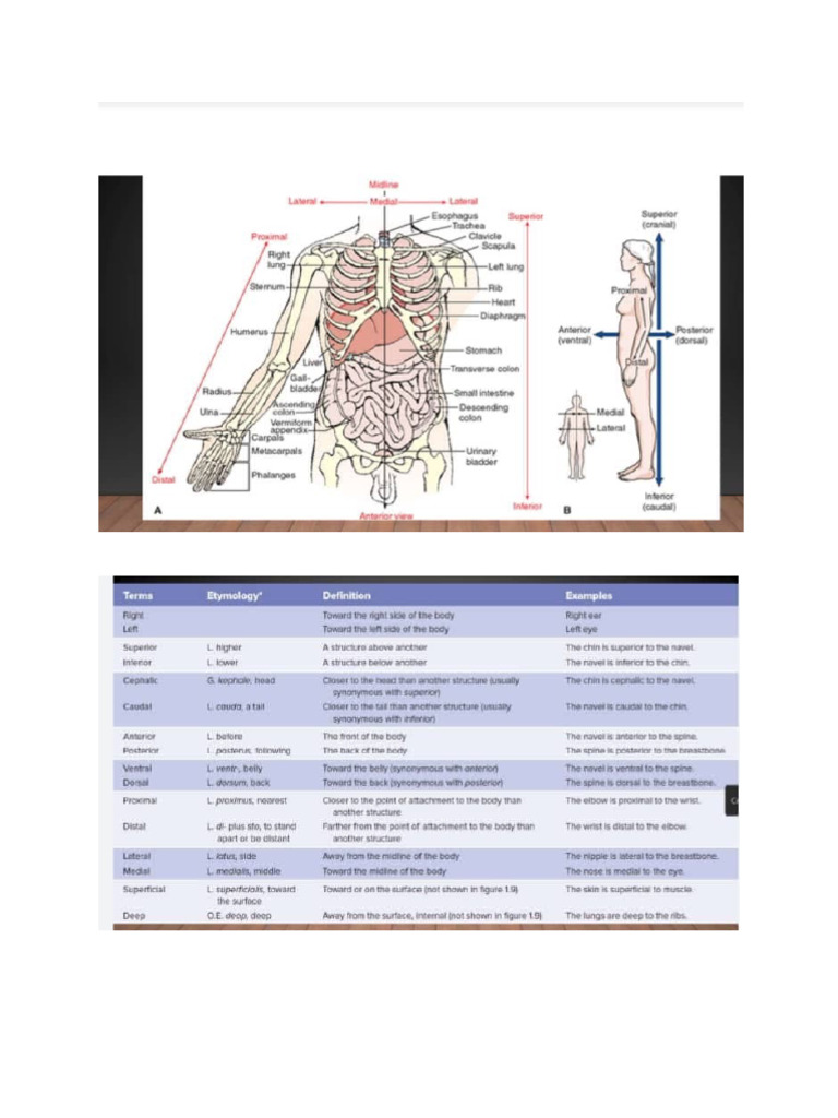 Anaphy Lesson Two | PDF