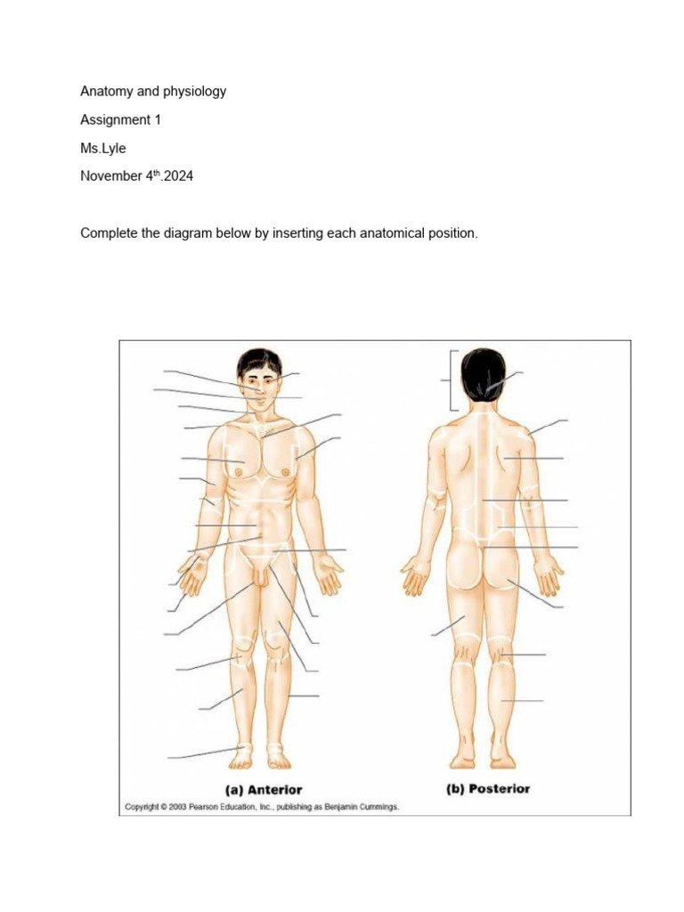 Anatomy assignment 1.docx | PDF Anatomy assignment 1.docx | PDF
