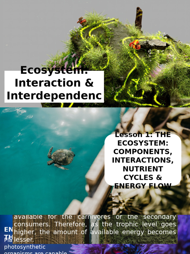 Presentation1-ecosystem (1) | PDF