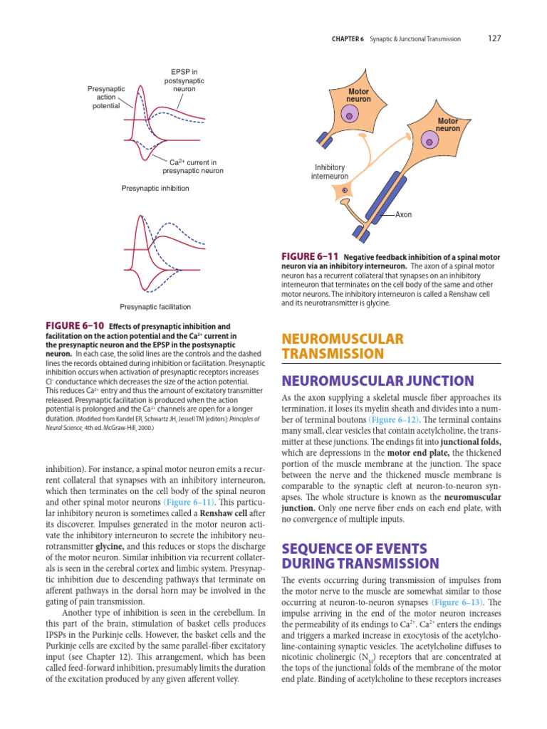 Ganong_Physio_24-NMJ | PDF | Chemical Synapse | Neuromuscular Junction
