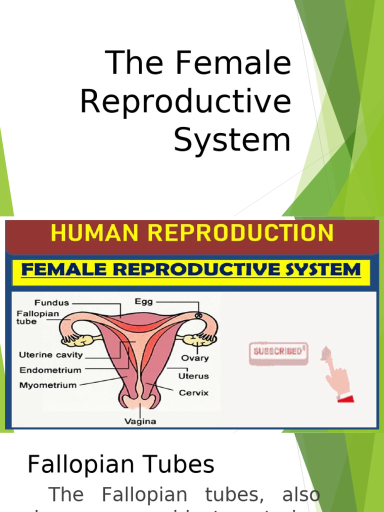 G10 Science Q3 Week 1 The Female Reproductive System | PDF ...