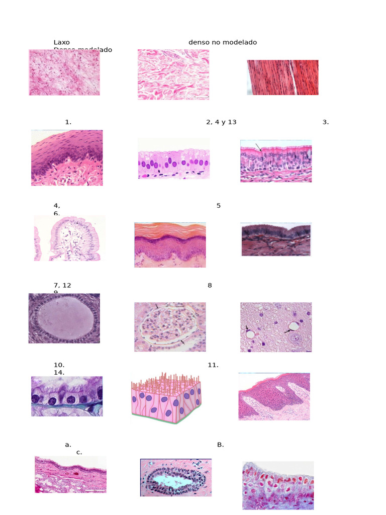 tejido epitelio y tejido conectivo | PDF