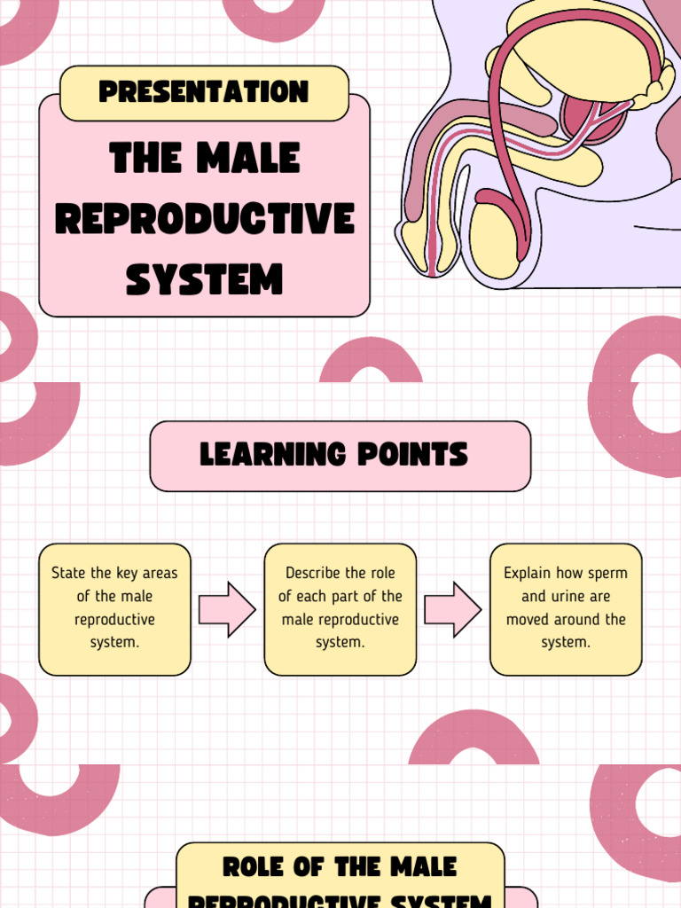 Male-Reproductive-System 20250105 190820 0000 | PDF