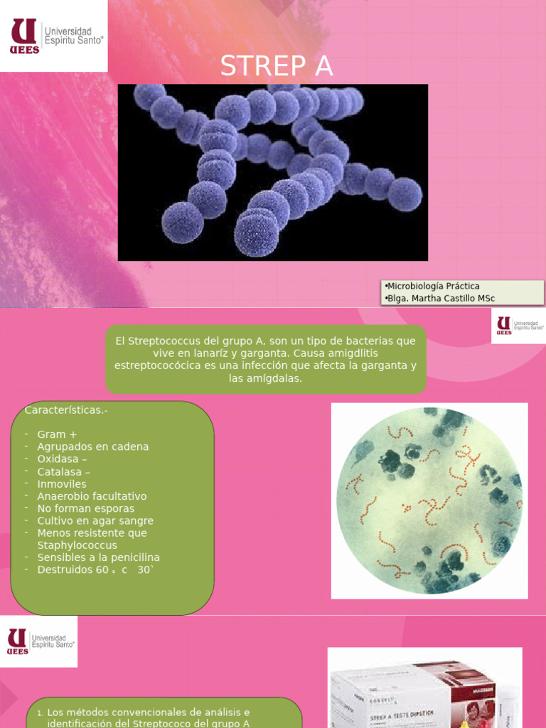 Detección Rápida de Strep A | PDF | Estreptococo | Microbiología