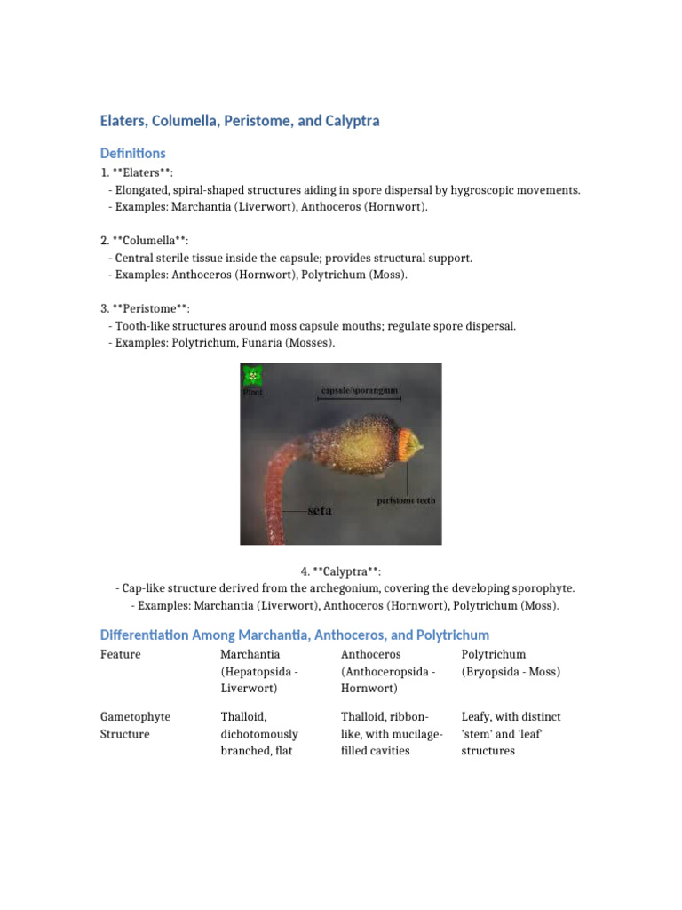 Elaters_Columella_Peristome_Calyptra | PDF | Moss | Plants