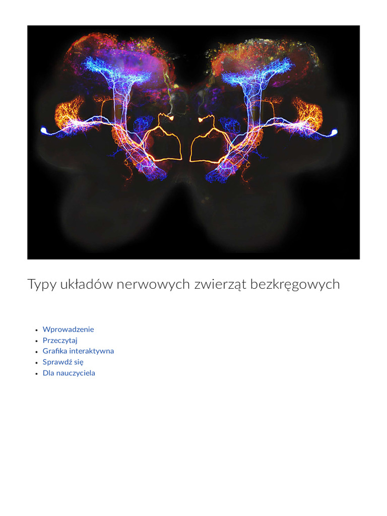 Typy Ukladow Nerwowych Zwierzat Bezkregowych | PDF