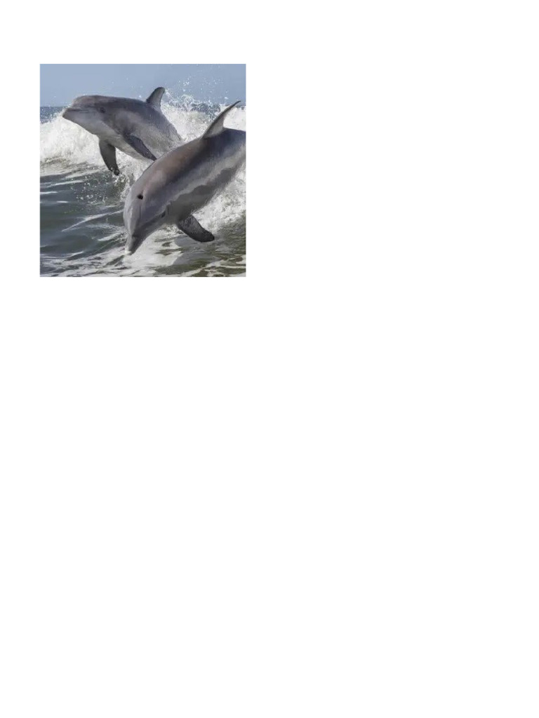 Delfin | PDF