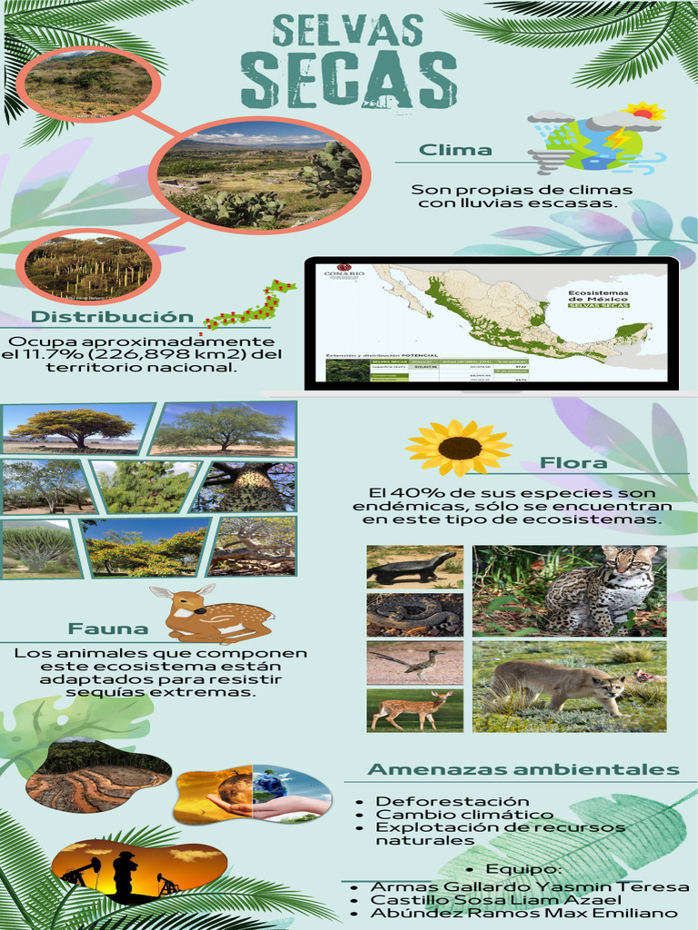 Infografía Selva Seca | PDF