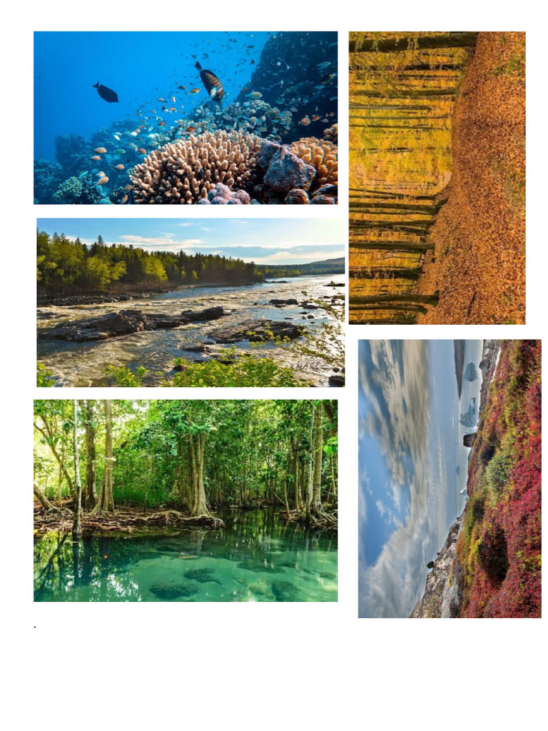 Documento (31) | PDF